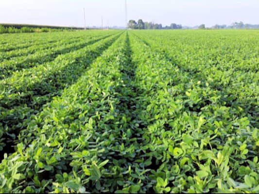 Monosem Twin Row Planters - Monosem