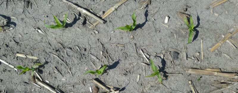 Monosem Twin Row Planters - Monosem